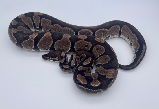 Axanthic Het Pied Ball Python by ST Royals