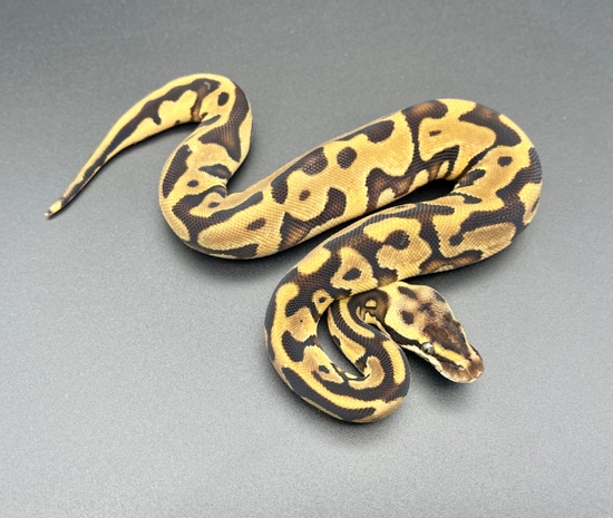 Pastel Enchi Leopard Het DG Ball Python by ST Royals