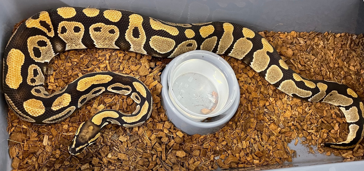 Proven DBL Het Male Axanthic/Clown Ball Python by ST Royals - MorphMarket