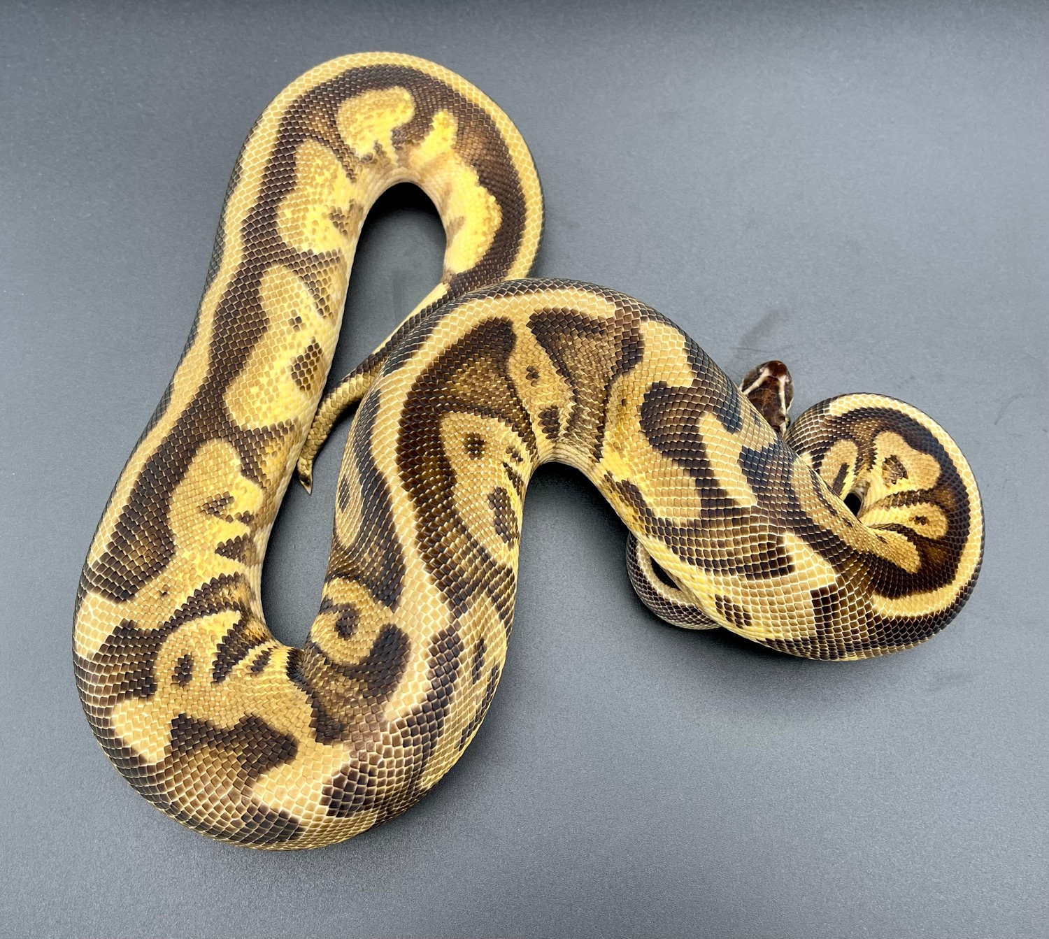 Pastel Leopard Enchi Cinnamon YB Ball Python by ST Royals - MorphMarket