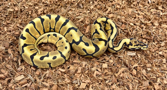 Enchi Spotnose Het Clown Ball Python by ST Royals