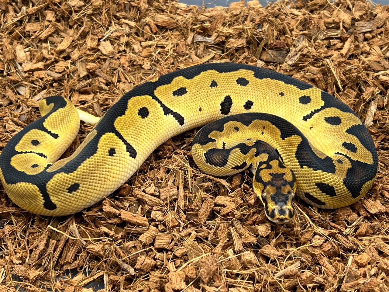 Enchi Spotnose Clown Ball Python by ST Royals - MorphMarket