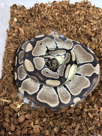 Axanthic Ball Python by ST Royals