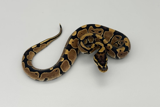 Het Axanthic (VPI) Het Monarch Ball Python by ST Royals