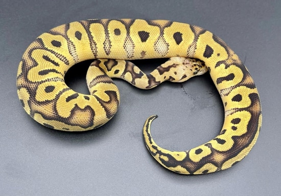 Pastel Clown Het TSK Axanthic Ball Python by ST Royals
