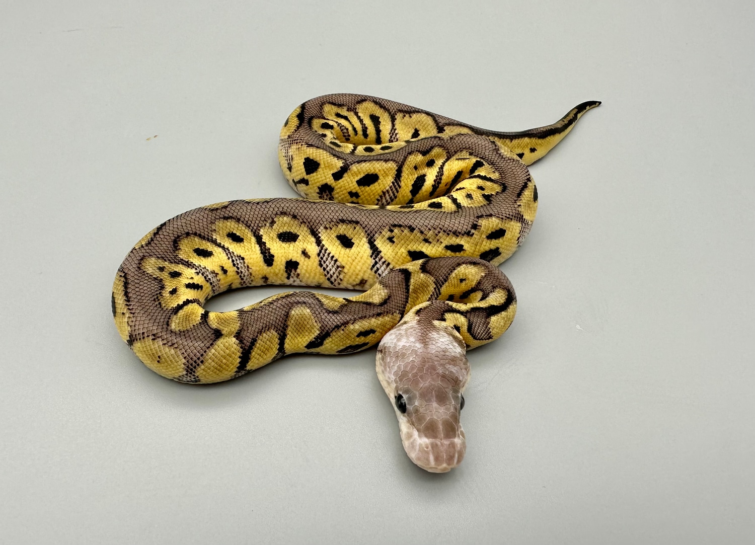 Pastel Clown Het Desert Ghost Ball Python by ST Royals - MorphMarket