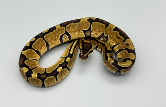 Enchi Ball Python by ST Royals