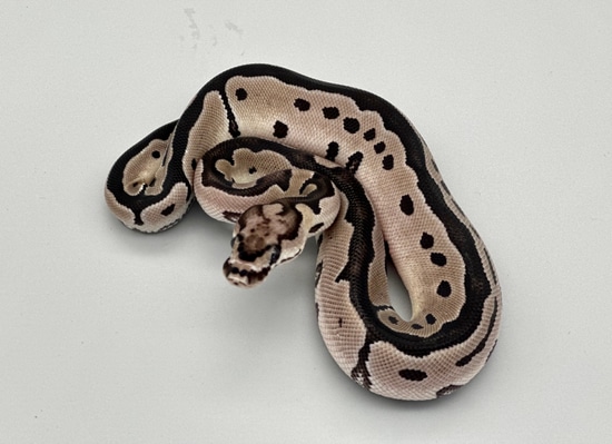 Axanthic (TSK) Clown Ball Python by ST Royals