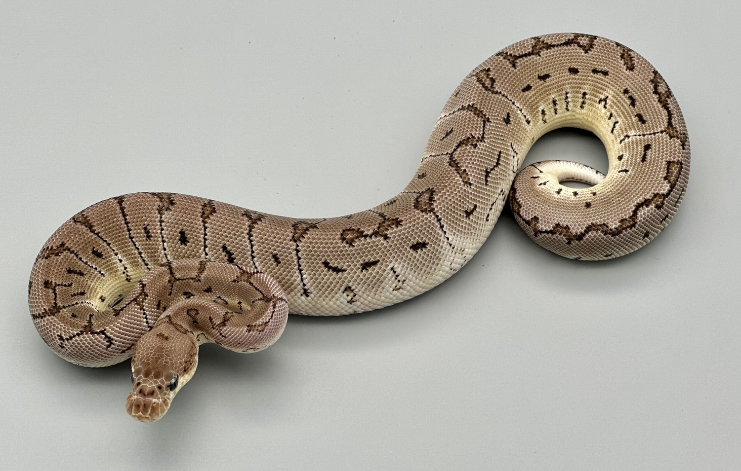 ST Royals's Collection - MorphMarket