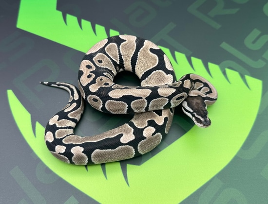 Axanthic TSK Het Clown Ball Python by ST Royals