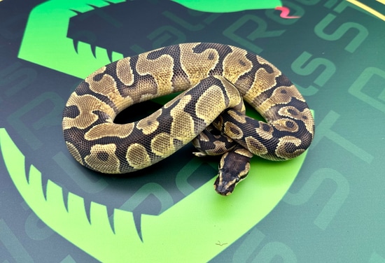 Enchi Asphalt/YB Ball Python by ST Royals