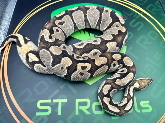 Fire Het Clown Ball Python by ST Royals