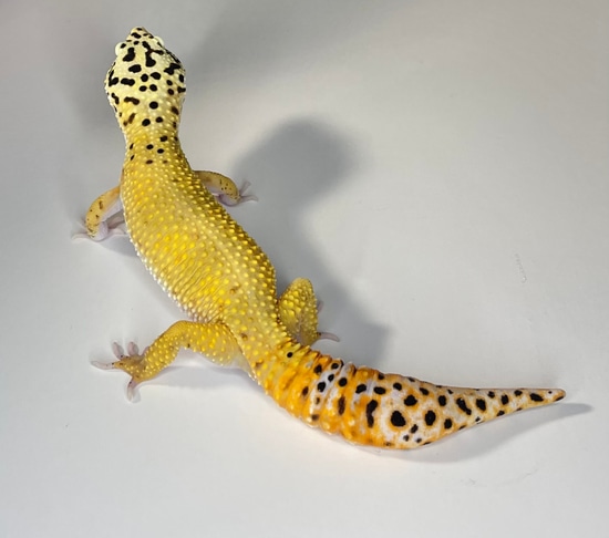 Tangerine Carrot Tail Hypo Leopard Gecko by AJ’s Geckos