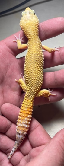 Tangerine Carrot Tail Hypo Leopard Gecko by AJ’s Geckos