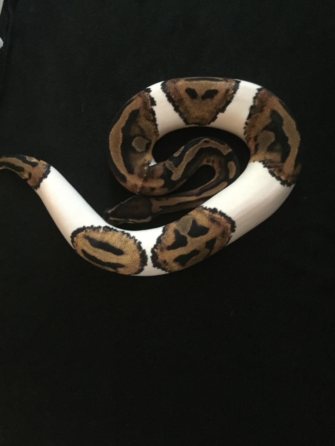 Pied Ball Python by S&C Pythons Limited - MorphMarket