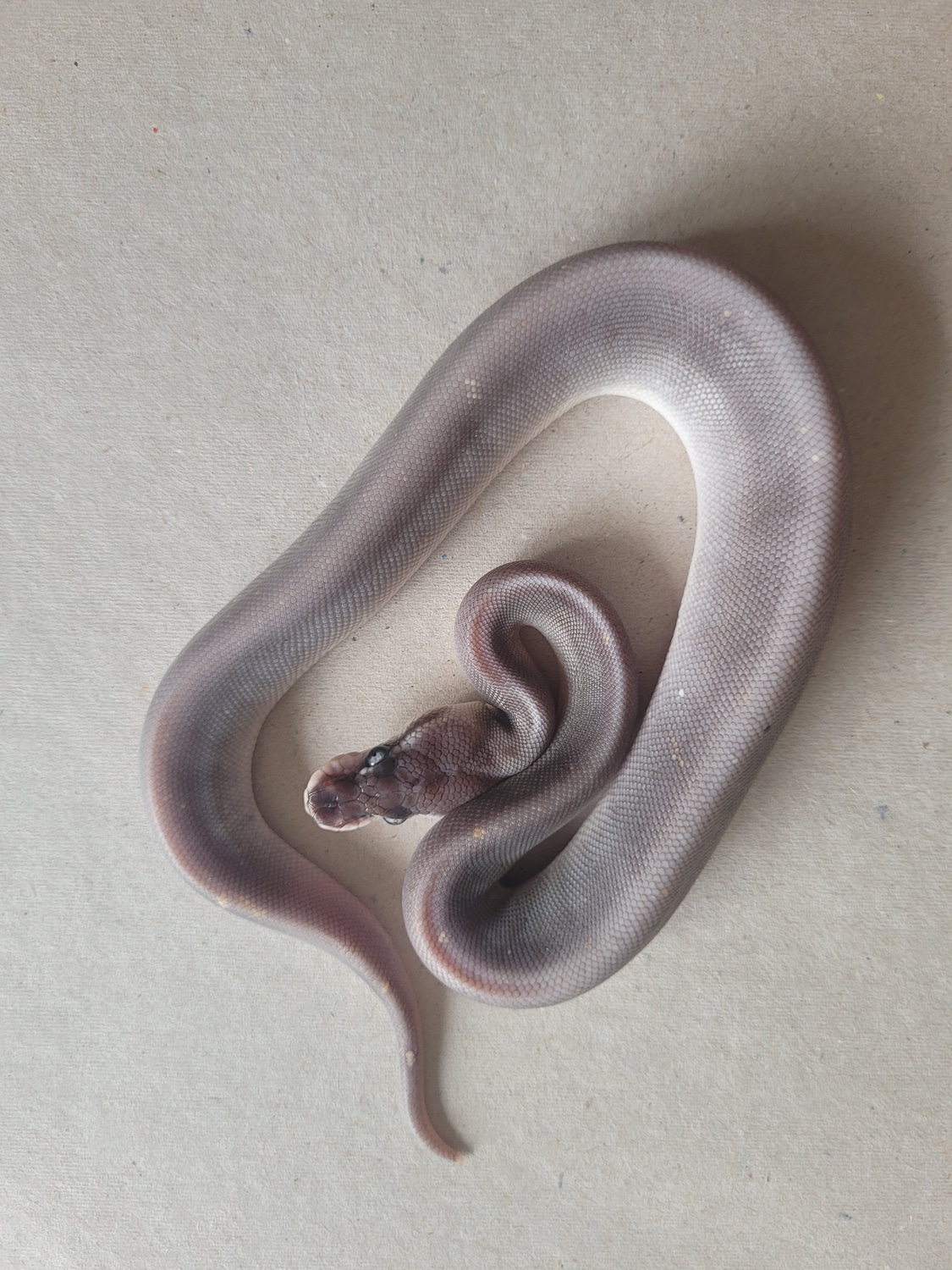 Lesser Super Cinnamon Ball Python by I & C Morphs - MorphMarket