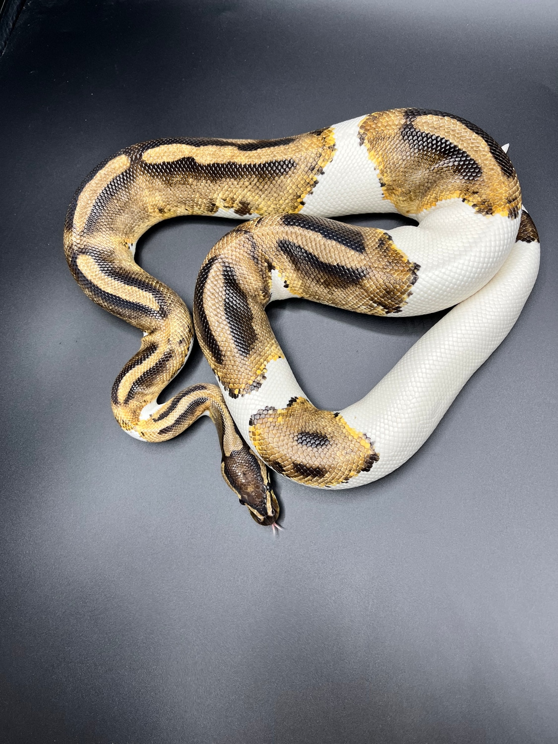 Piebald Ball Python by Staceys Serpents - MorphMarket