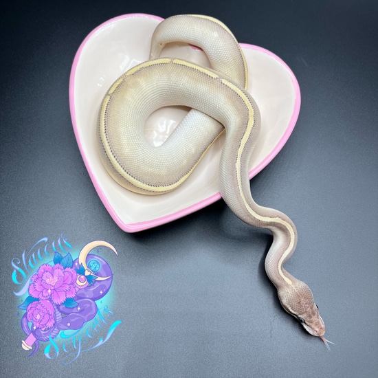 Purple Passion Ball Python by Staceys Serpents