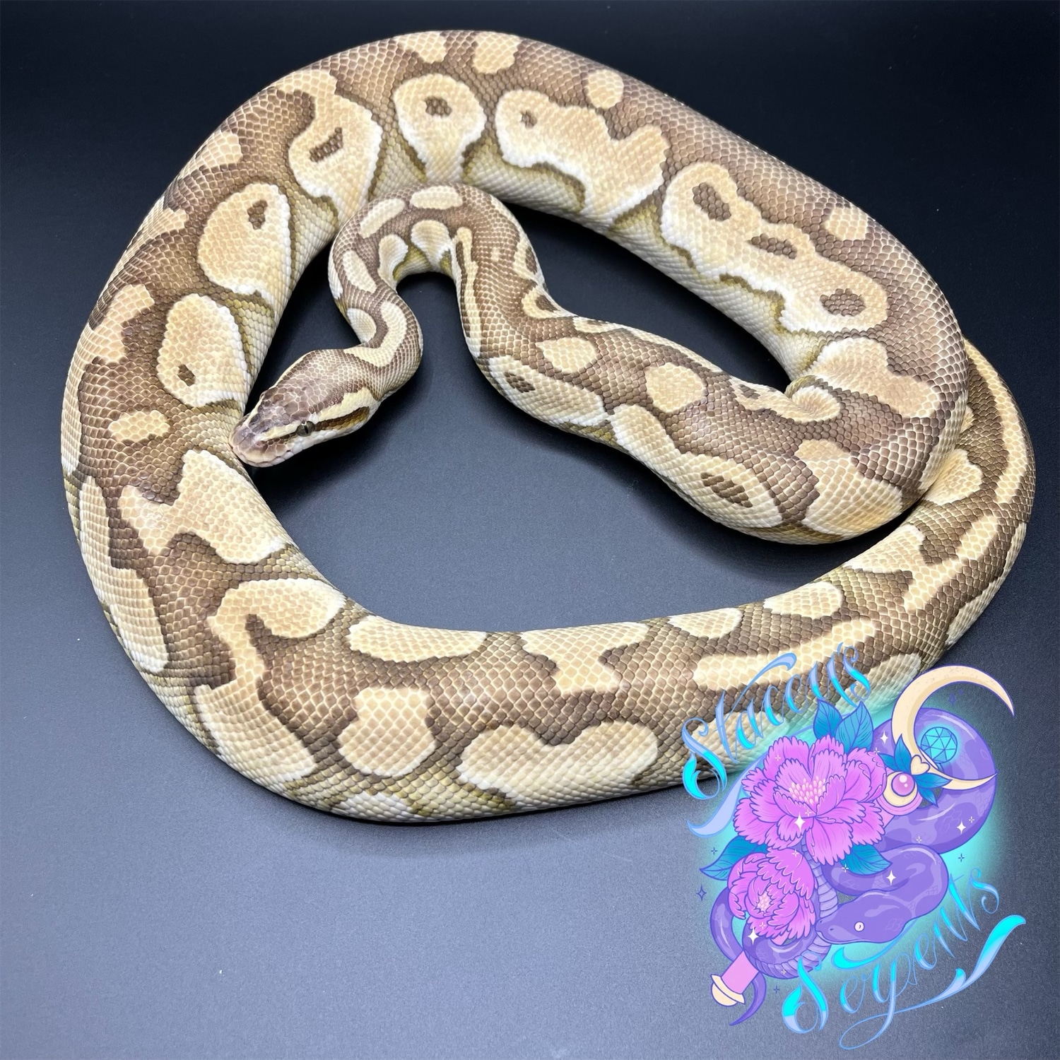 Butter Pastel 100% Het Clown Ball Python by Staceys Serpents - MorphMarket