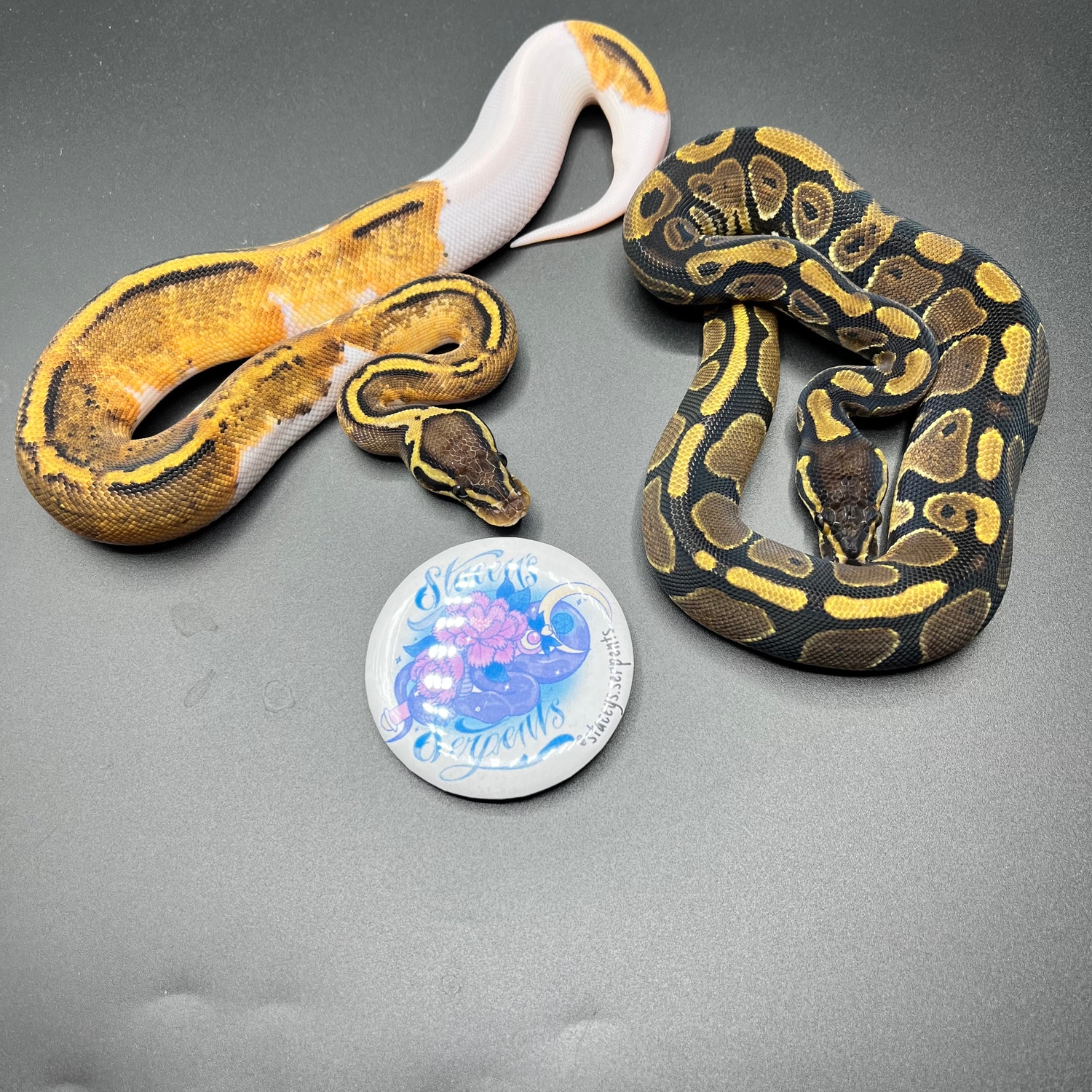 Pastel Pied & Normal Het Pied (Pair) Ball Python by Staceys Serpents ...