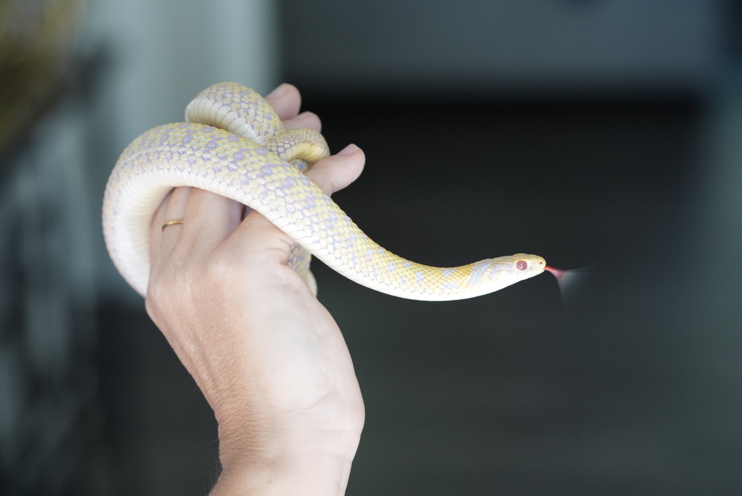 Albino Checkered Het Granite Garter Snake by Gravid Garters - MorphMarket