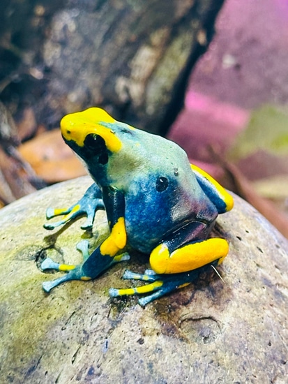 Peacock Tinc, Proven Male Other Dart Frog by Stacy Lee Gallery