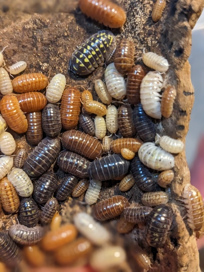 POT LUCK & GEM MIX Isopod COMBO by The Buggabootique