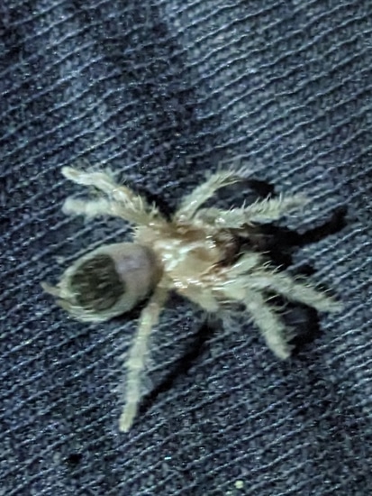 Honduras Curly Hair Tarantula Sling by The Buggabootique