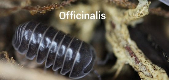 30ct. * A. Officinale"Spain" Isopod by The Buggabootique