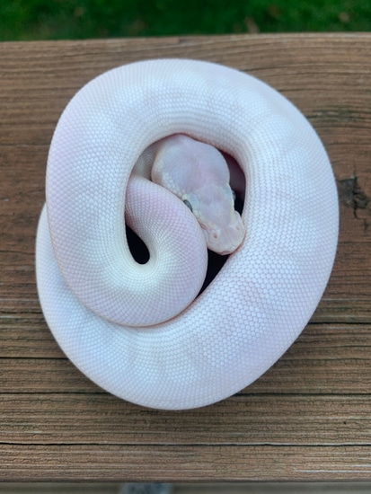 Super Mojave Spider Ball Python by Wildfire Exotics