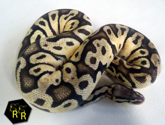 Superfly Ball Python by Standard Steel Royal Reptiles