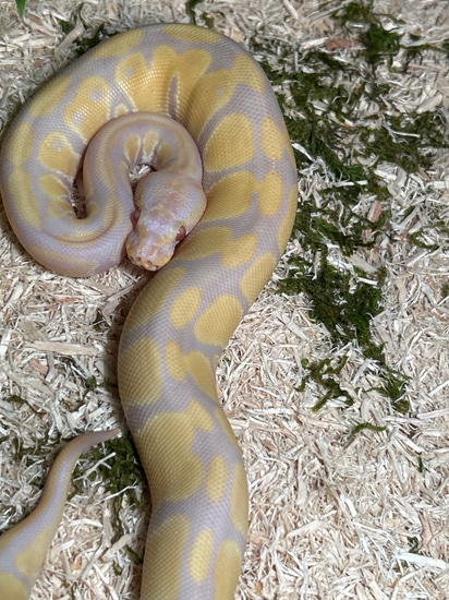 Toffino Het Pied Ball Python by Stan’s pythons