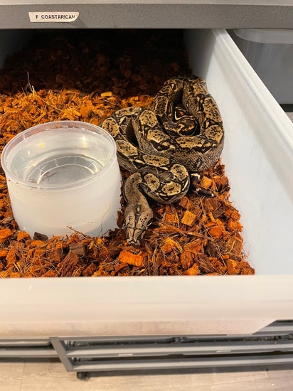 Costa Rican 100% DH Leopard T Boa Constrictor by Trigger Reptiles