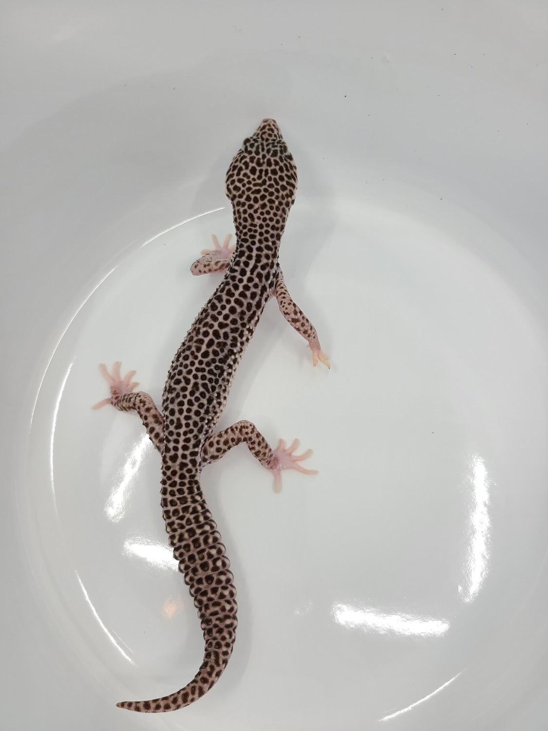 Super Snow (Pet Quality) Leopard Gecko by Star-Crossed Geckos - MorphMarket
