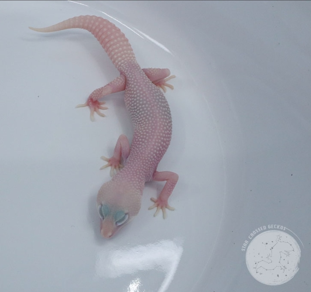 Eclipse Super Snow Murphy's Patternless Rainwater Leopard Gecko by Star ...
