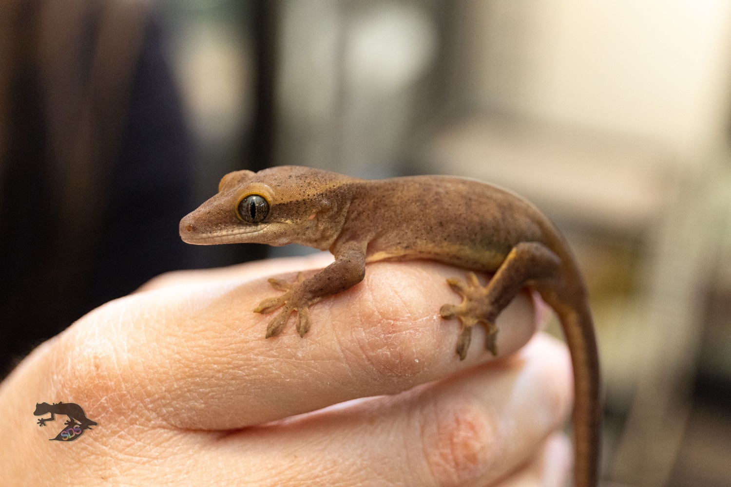 Correlophus Sarasinorum More Gecko by StarDust Scales - MorphMarket