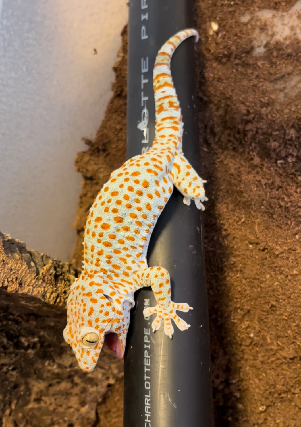 Tokay Gecko by StarDust Scales - MorphMarket