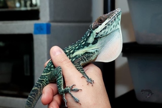 Anolis Smallwoodi Anole by StarDust Scales