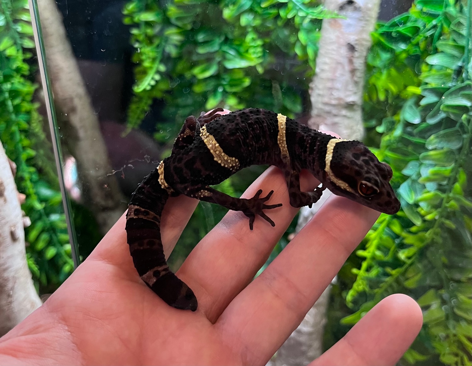 Goniurosaurus Hainanensis More Gecko by StarDust Scales - MorphMarket