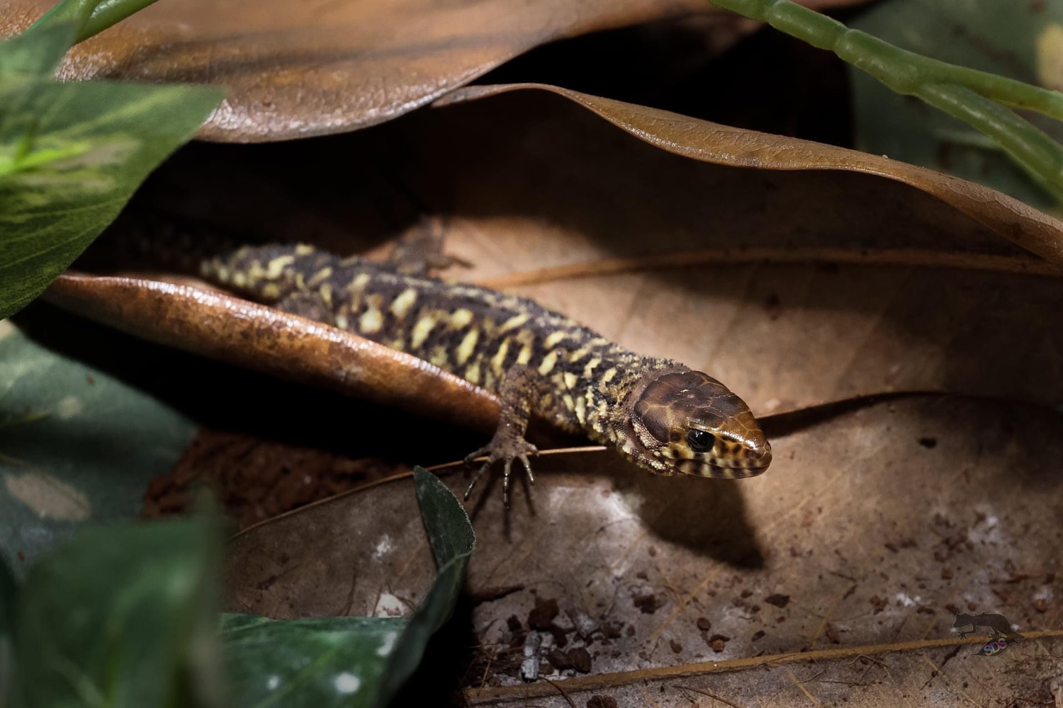 Lepidophyma Flavimaculatum- Yellow Spotted Night Lizard More Lizard by ...