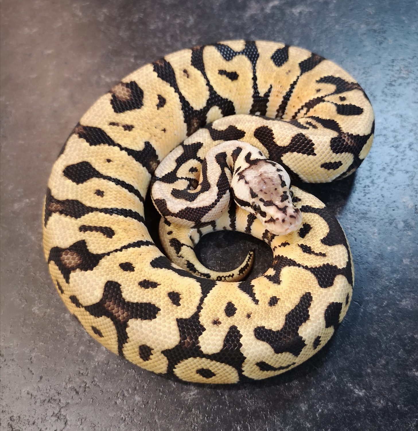 Spotnose Pastel Orange Dream Het Clown Ball Python by Boss Royals ...