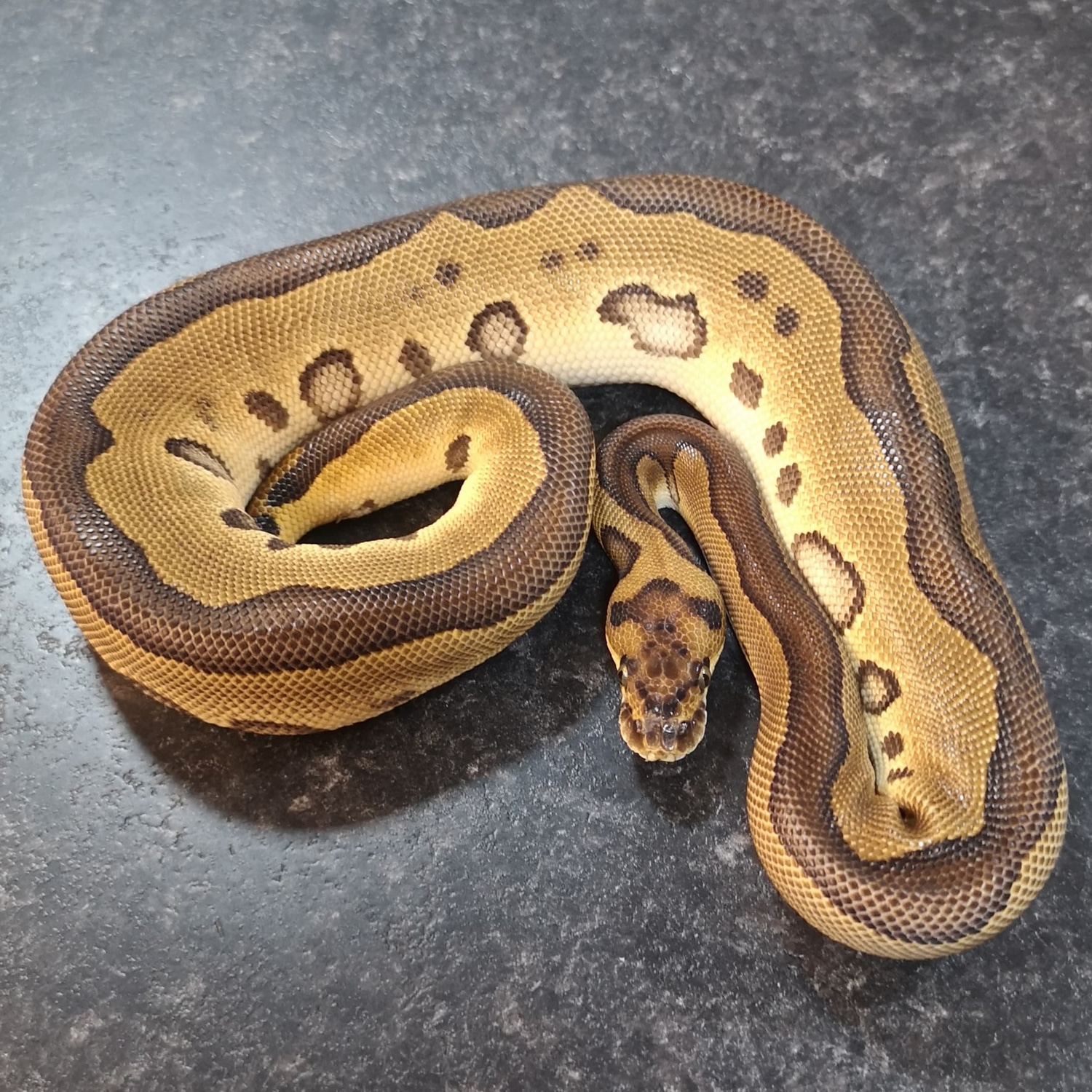 Blackhead Enchi Leopard Clown Ball Python by Boss Royals. Darren Stares ...