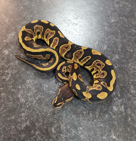 Wookie Yellowbelly Het Pied Ball Python by Boss Royals. Darren Stares