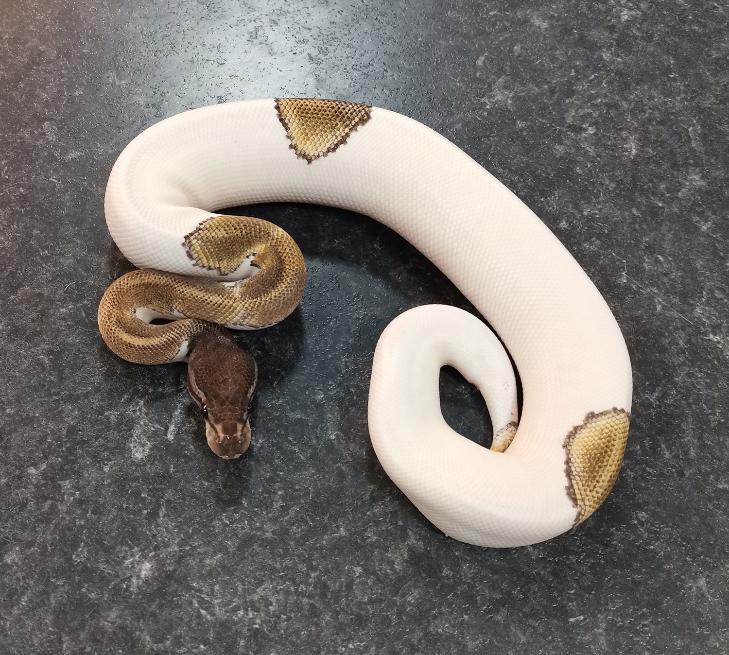 Mojave Pied Pos Het Hypo Ball Python by Boss Royals. Darren Stares - MorphMarket