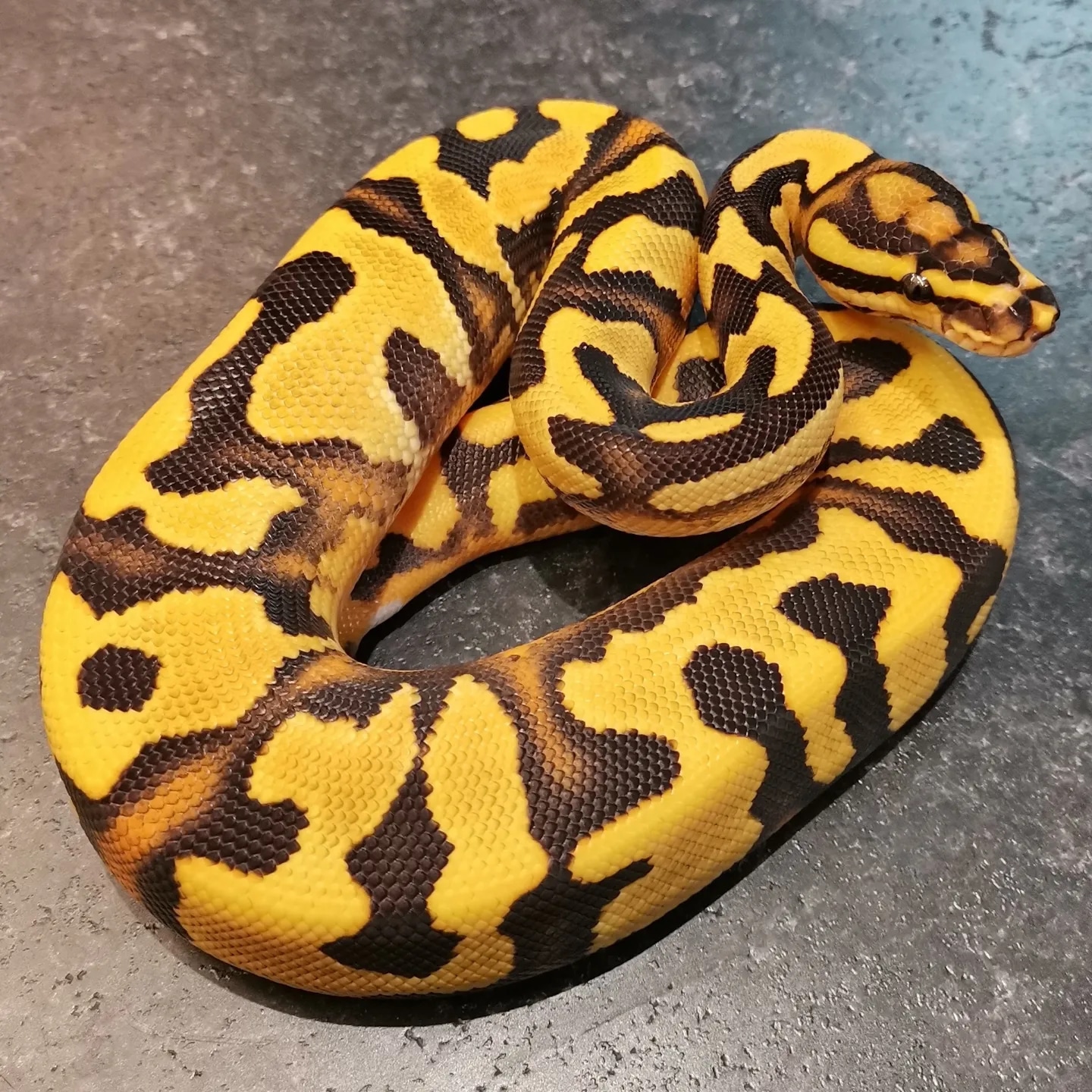 Super Orange Dream Yellowbelly Fire Het Clown Ball Python by Boss ...