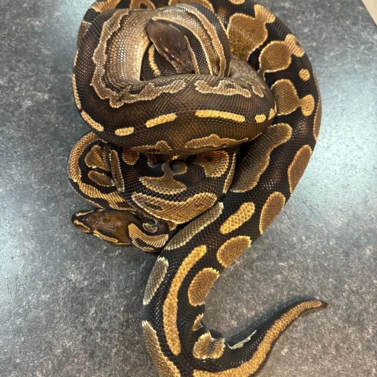 Blackhead Mojave Het Pied Het Hypo Ball Python by Boss Royals. Darren Stares