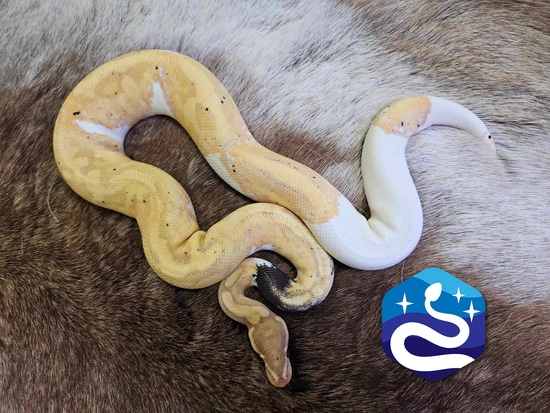Banana Pied Paradox Ball Python by Starfall Exotics