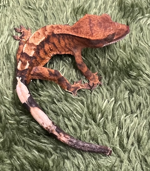 Galaxy Line Cappuccino Crested Gecko by Starlight Geckos