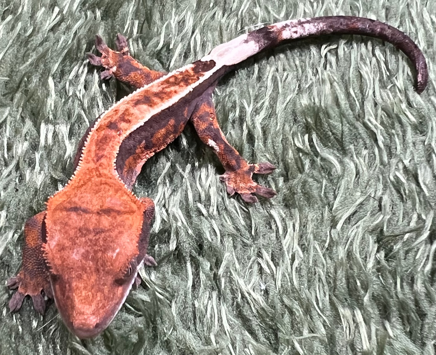 Galaxy Line Cappuccino Crested Gecko by Starlight Geckos - MorphMarket