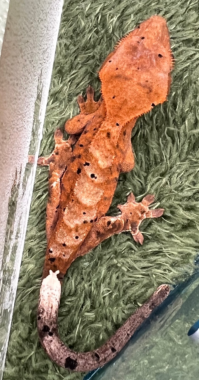Galaxy Line Pumpkin Spice Cappuccino Crested Gecko by Starlight Geckos ...